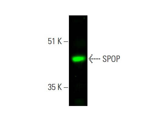 Anti-SPOP Antibody (B-8) | SCBT - Santa Cruz Biotechnology