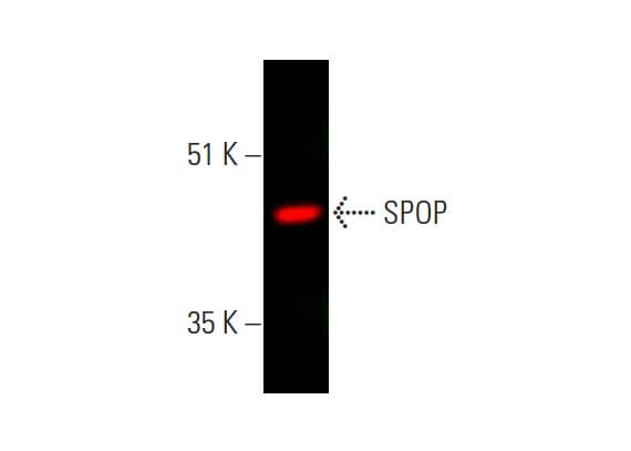 Anti-SPOP Antibody (B-8) | SCBT - Santa Cruz Biotechnology