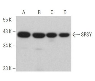 SPSY Antibody (A-4) | SCBT - Santa Cruz Biotechnology