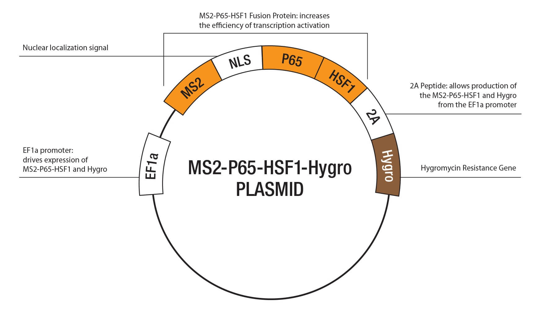 SQSTM1/p62 CRISPR Knockout and Activation Products (h) | SCBT - Santa ...