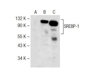 SREBP-1 Antibody (A-4) - Western Blotting - Image 141775