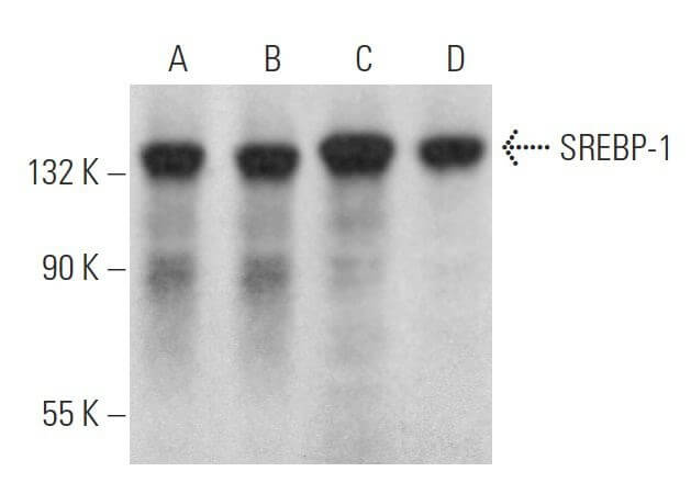 SREBP-1 Antibody (E-4) | SCBT - Santa Cruz Biotechnology
