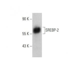 SREBP-2 Antibody (C-6) - Western Blotting - Image 135498