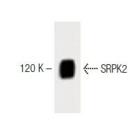 SRPK2 Antibody (23) | SCBT - Santa Cruz Biotechnology