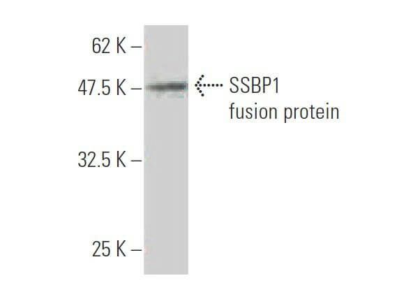 SSBP1 Antibody (4C1) | SCBT - Santa Cruz Biotechnology