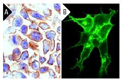 SSEA-1 Antibody (480) | SCBT - Santa Cruz Biotechnology