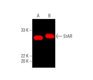 Anti-StAR Antibody (D-2) | SCBT - Santa Cruz Biotechnology