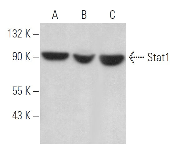 Anti-Stat1 Antibody (C-111) | SCBT - Santa Cruz Biotechnology