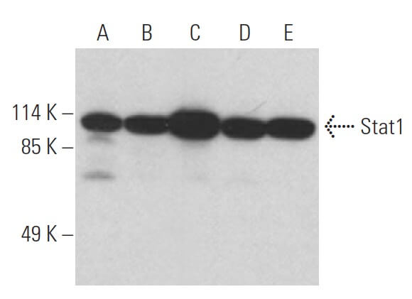 Anti-Stat1 Antibody (C-111) | SCBT - Santa Cruz Biotechnology