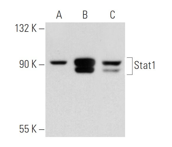Anti-Stat1 Antibody (C-136) | SCBT - Santa Cruz Biotechnology