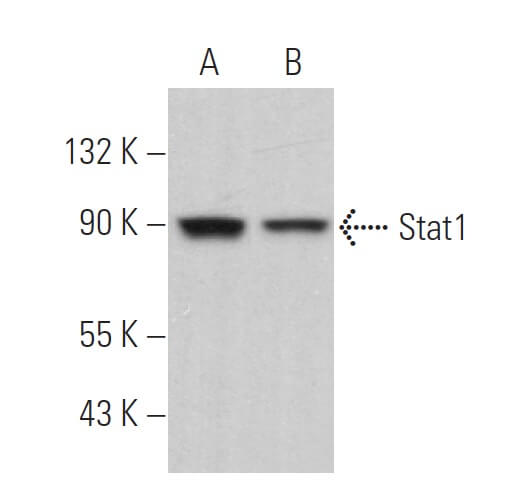 Anti-Stat1 Antibody (C-136) | SCBT - Santa Cruz Biotechnology