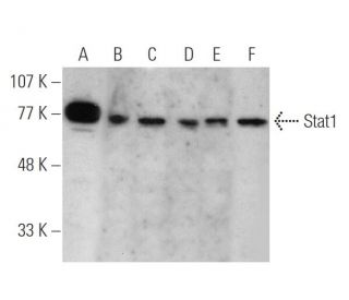Anti-Stat1 Antibody (C-136) | SCBT - Santa Cruz Biotechnology