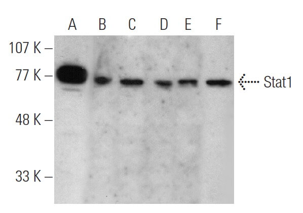Anti-Stat1 Antibody (C-136) | SCBT - Santa Cruz Biotechnology