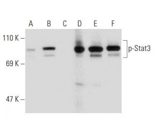 Stat3 Antibody (F-2) - Western Blotting - Image 133926