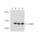 Anti-Stat3 Antibody (F-2) | SCBT - Santa Cruz Biotechnology