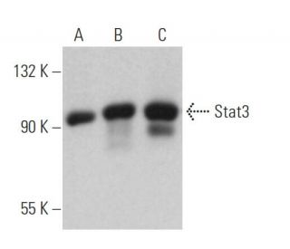 Anti-Stat3 Antibody (F-2) | SCBT - Santa Cruz Biotechnology
