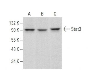 Stat3 Antibody (F-2) - Western Blotting - Image 379682