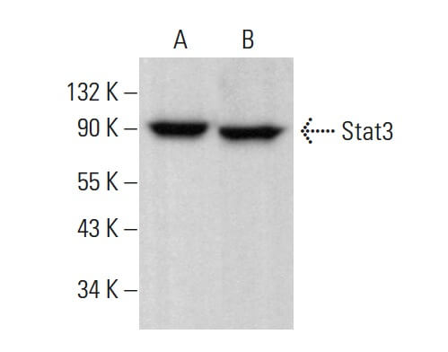 Anti-Stat3 Antibody (F-2) | SCBT - Santa Cruz Biotechnology