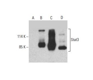 Stat3 Antibody (F-2) - Western Blotting - Image 395684