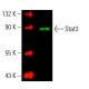 Anti-Stat3 Antibody (F-2) | SCBT - Santa Cruz Biotechnology