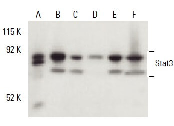 Anti-Stat3 Antibody (F-2) | SCBT - Santa Cruz Biotechnology