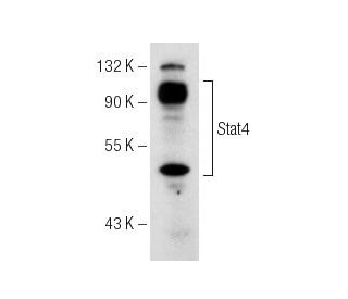 Stat4 Antibody (A-12) | SCBT - Santa Cruz Biotechnology