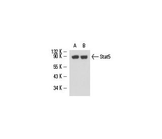 Stat5 Antibody (A-9) - Western Blotting - Image 15790