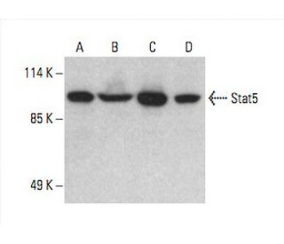Stat5 Antibody (A-9) - Western Blotting - Image 393601