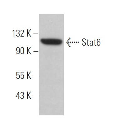Anti-Stat6 Antibody (C-9) | SCBT - Santa Cruz Biotechnology