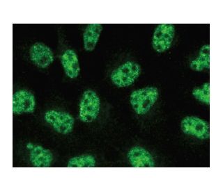 Stat6 Antibody (D-1) - Immunofluorescence - Image 149831