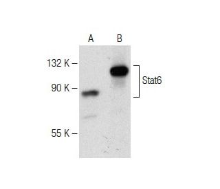 Stat6 Antibody (D-1) - Western Blotting - Image 147800