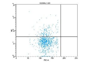 STRO-1 Antibody (STRO-1) | SCBT - Santa Cruz Biotechnology