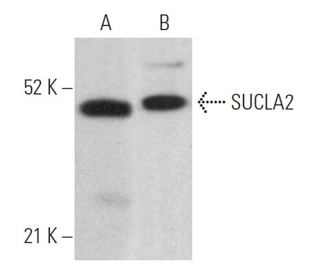 Anti-SUCLA2 Antibody (A-9) | SCBT - Santa Cruz Biotechnology