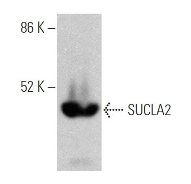 Anti-SUCLA2 Antibody (A-9) | SCBT - Santa Cruz Biotechnology