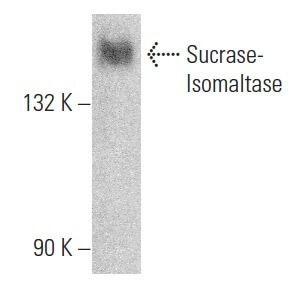 Sucrase-Isomaltase Antibody (C-8) | SCBT - Santa Cruz Biotechnology