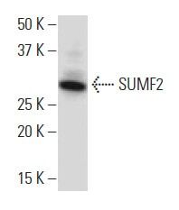 SUMF2 Antibody (SJ-5) | SCBT - Santa Cruz Biotechnology