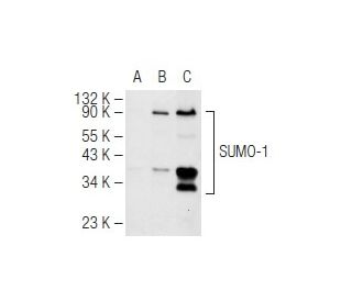 SUMO-1 Antibody (D-11) - Western Blotting - Image 83917