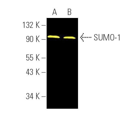 Anti-SUMO-1 Antibody (D-11) | SCBT - Santa Cruz Biotechnology