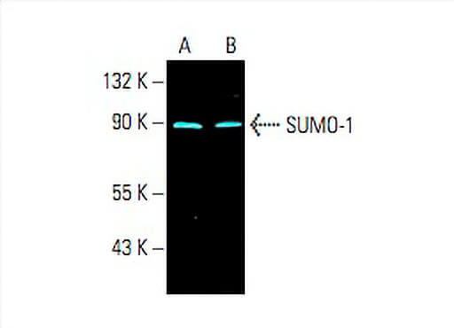 Anti-SUMO-1 Antibody (D-11) | SCBT - Santa Cruz Biotechnology