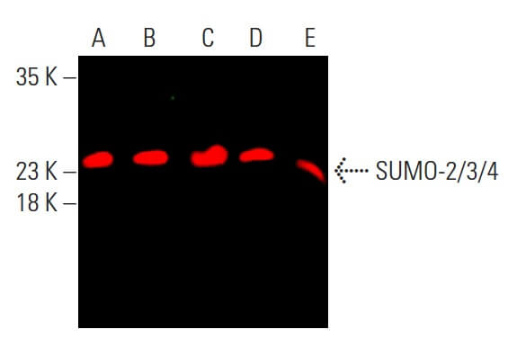 Anti-SUMO-2/3/4 Antibody (C-3) | SCBT - Santa Cruz Biotechnology