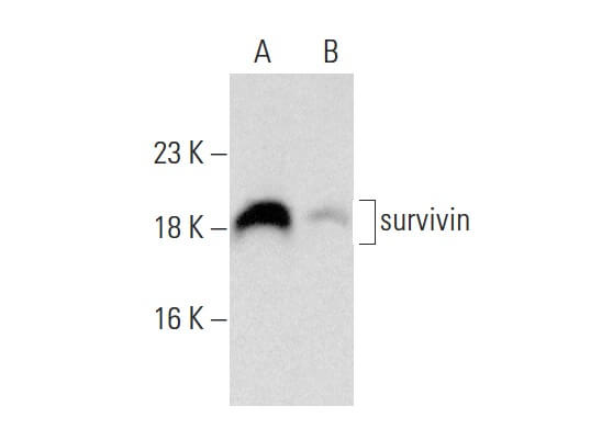 Anti-survivin Antibody (D-8) | SCBT - Santa Cruz Biotechnology