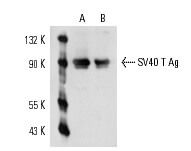 SV40 T Ag抗体 (H-1) | SCBT - Santa Cruz Biotechnology