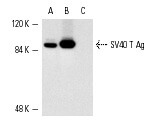 Anti-SV40 T Ag Antibody (Pab 101) | SCBT - Santa Cruz Biotechnology
