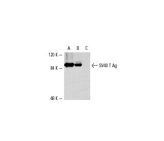 SV40 T Ag Antibody (Pab 108) | SCBT - Santa Cruz Biotechnology