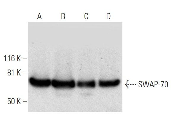 SWAP-70 Antibody (F-3) | SCBT - Santa Cruz Biotechnology