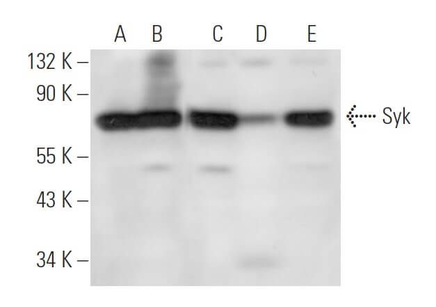 Syk抗体 (SYK-01) | SCBT - Santa Cruz Biotechnology