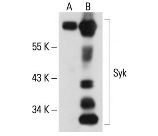Anti-Syk Antibody (SYK-01) | SCBT - Santa Cruz Biotechnology
