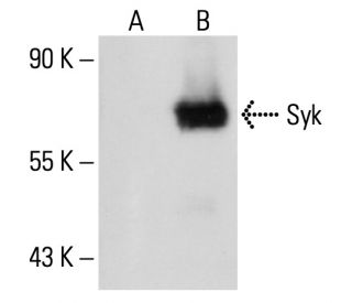 Anti-Syk Antibody (SYK-01) | SCBT - Santa Cruz Biotechnology