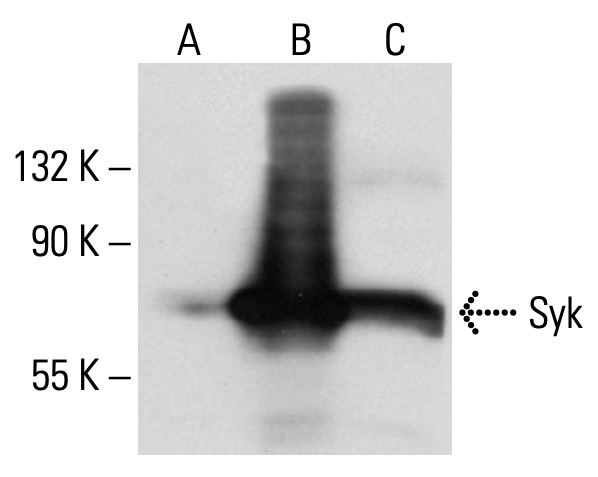 Anti-Syk Antibody (SYK-01) | SCBT - Santa Cruz Biotechnology