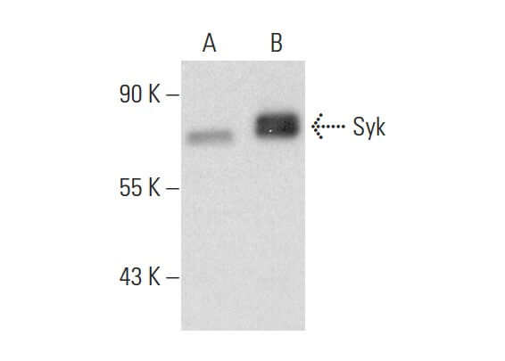 Anti-Syk Antibody (SYK-01) | SCBT - Santa Cruz Biotechnology